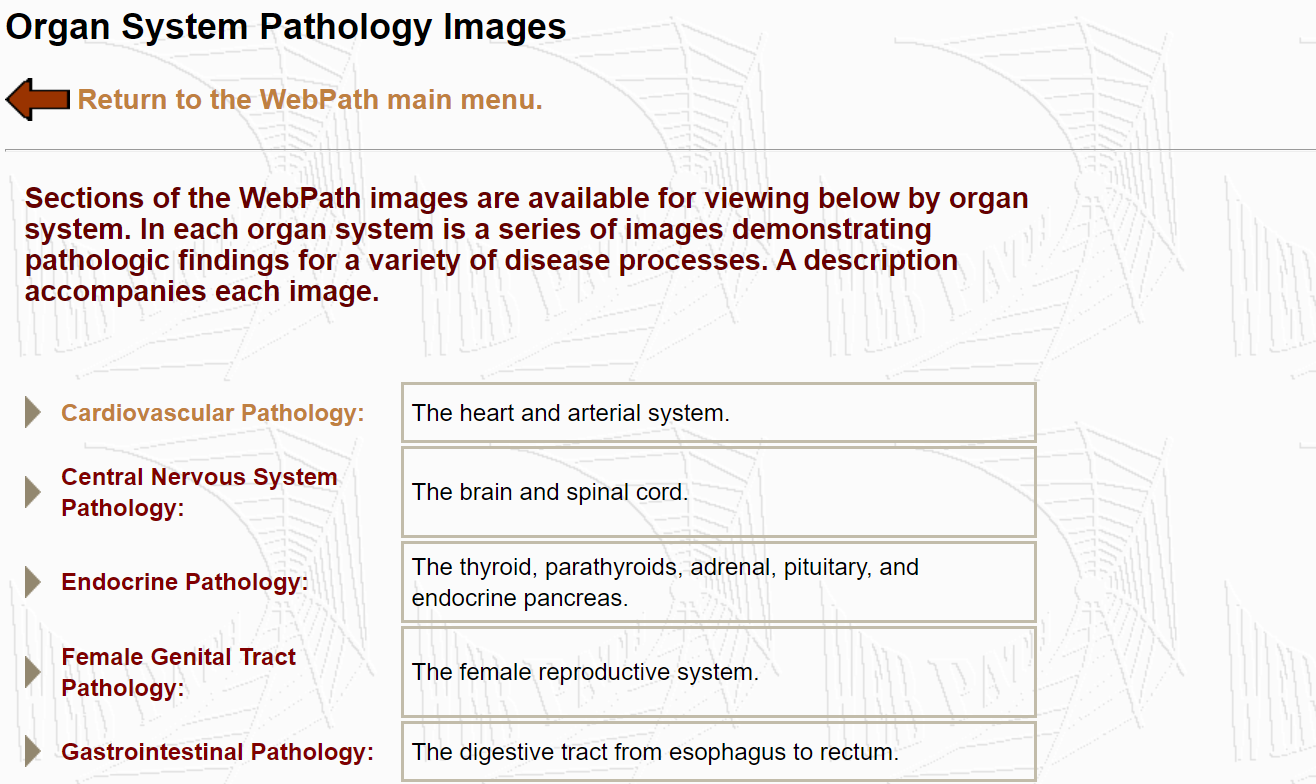 How To Memorize Pathology (Key Health Education Tips!) – willpeachMD