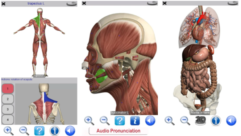 11 Best Anatomy Apps For Medical Students (Free & Paid!) – willpeachMD